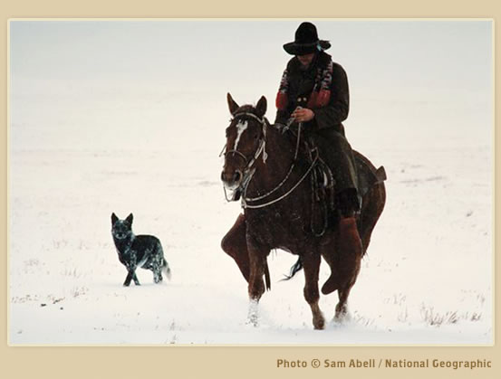 Mack Custom Leather — Custom leather and braided rawhide horse tack ...